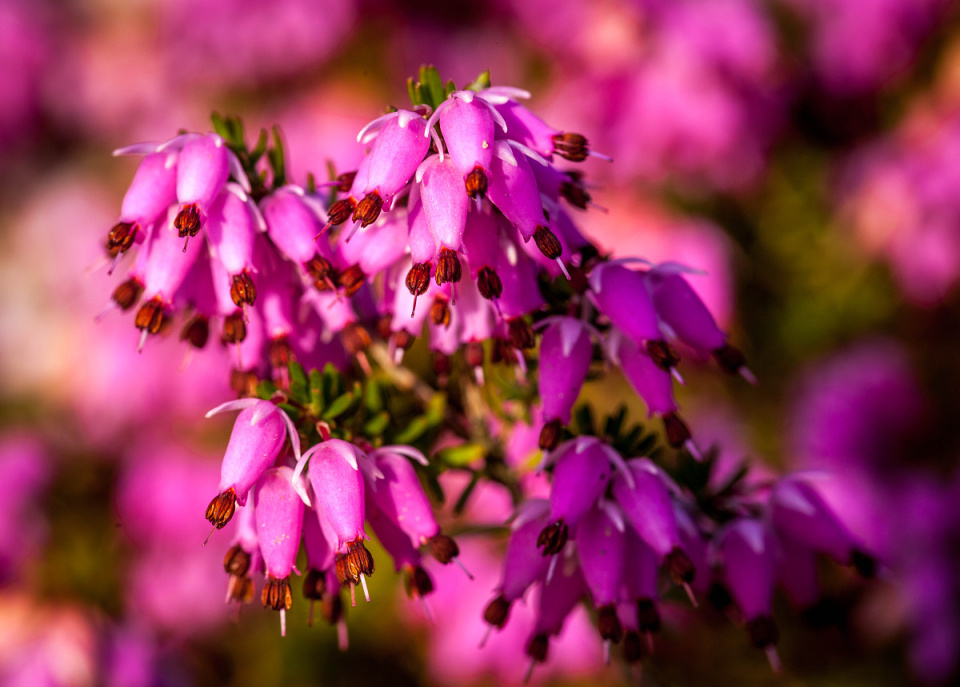 Heather Blossom | Elspeth | Blipfoto