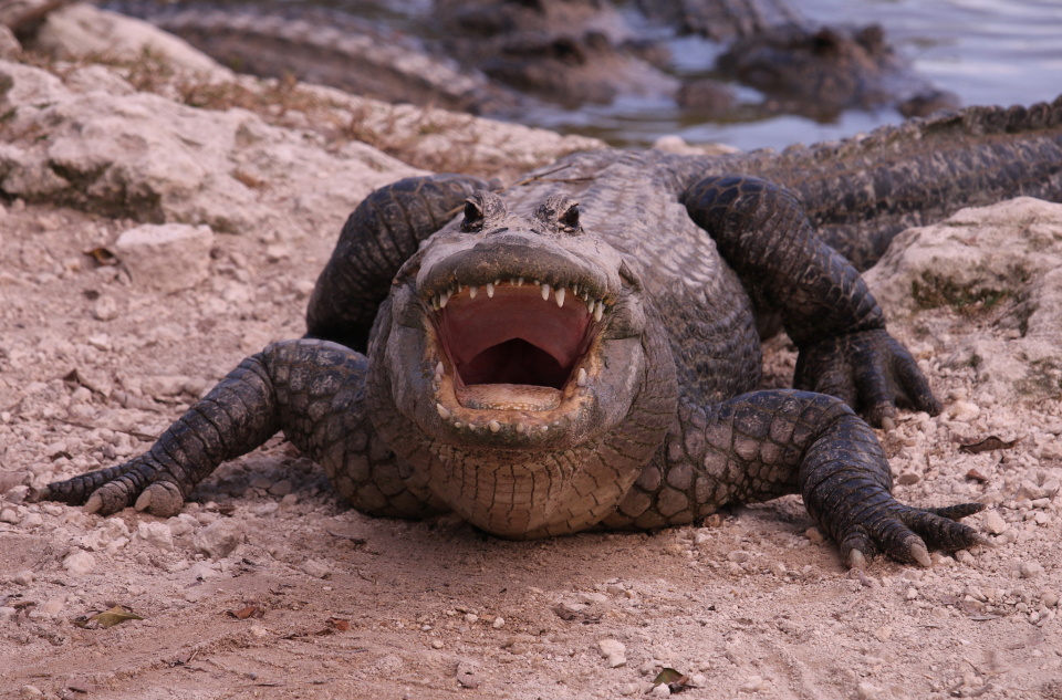 Gators...We Got Gators | outdoorguy | Blipfoto