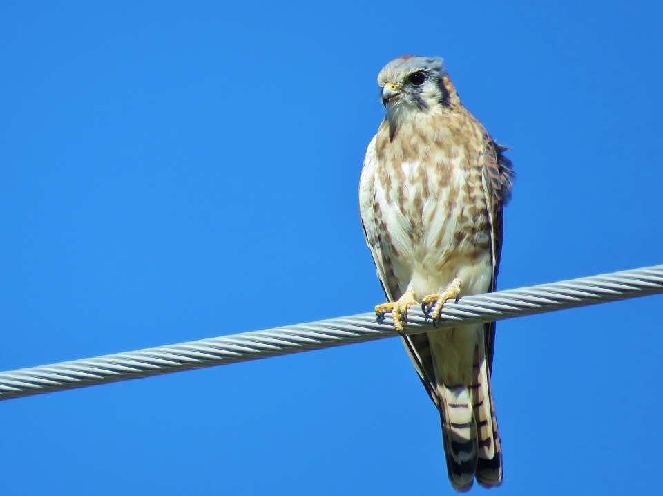 Wild Wednesday: American Kestrel | pipersmom | Blipfoto