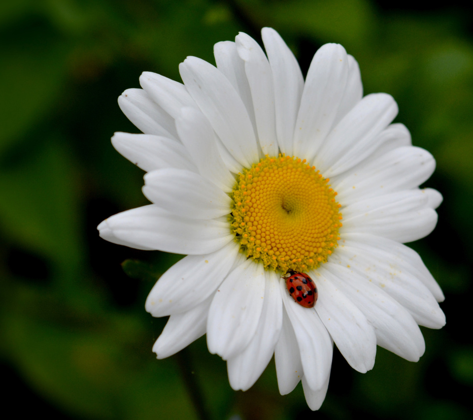 Flower Friday | mambo | Blipfoto