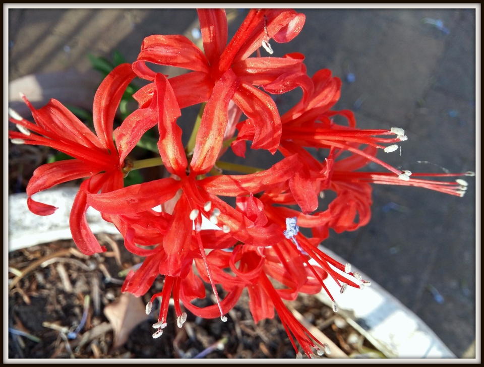 Red Nerine (Guernsey Lily) | KarmaTengye | Blipfoto