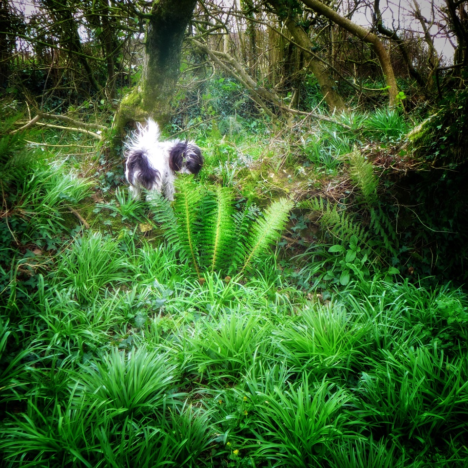 Fan Dancing | Radish | Blipfoto