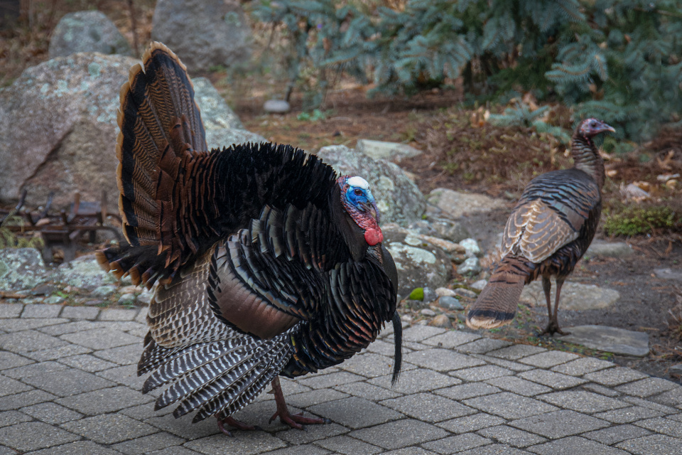 Strut Mr. Turkey | justbe | Blipfoto