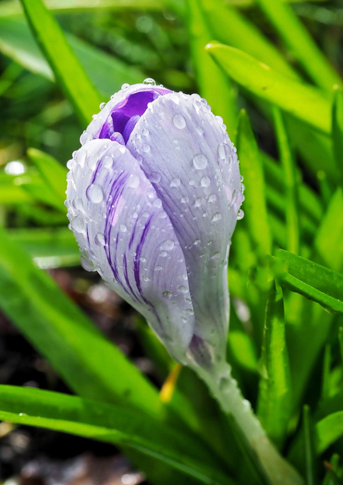 Rain soaked crocus | Crispin25 | Blipfoto