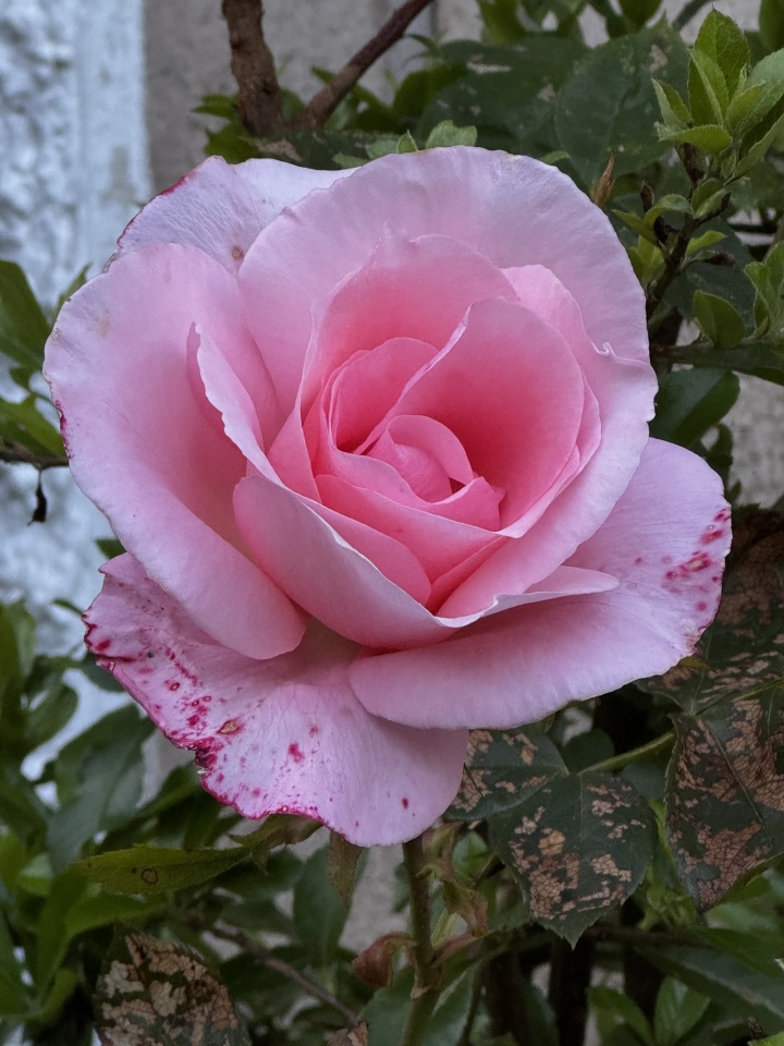 Flower Friday! | loulou164 | Blipfoto