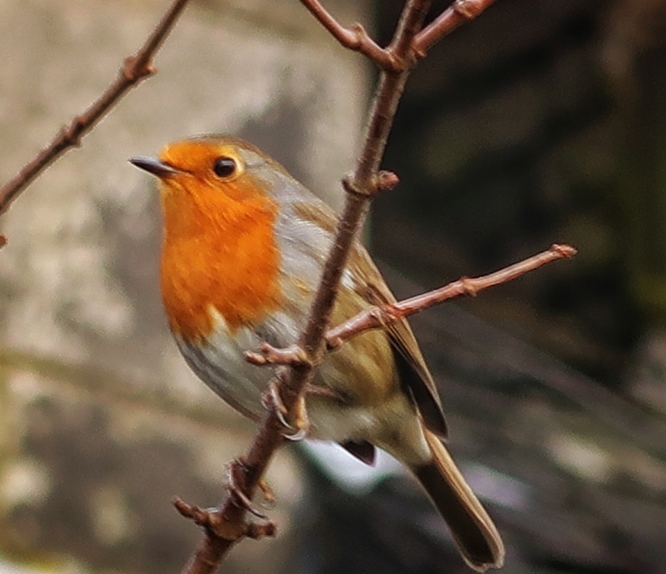 A fatter robin | Tweedy | Blipfoto