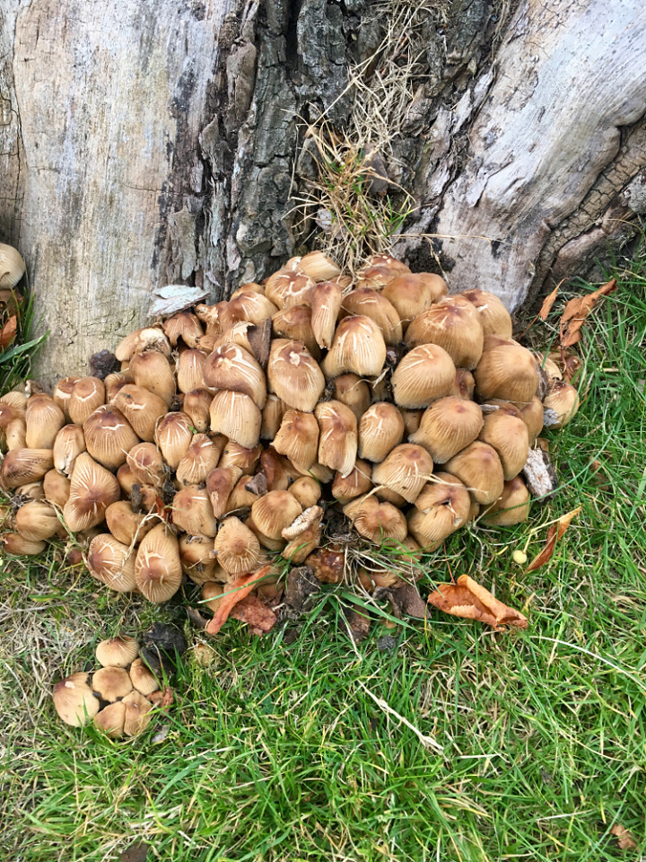 Toadstools Galore | Holburngirl | Blipfoto