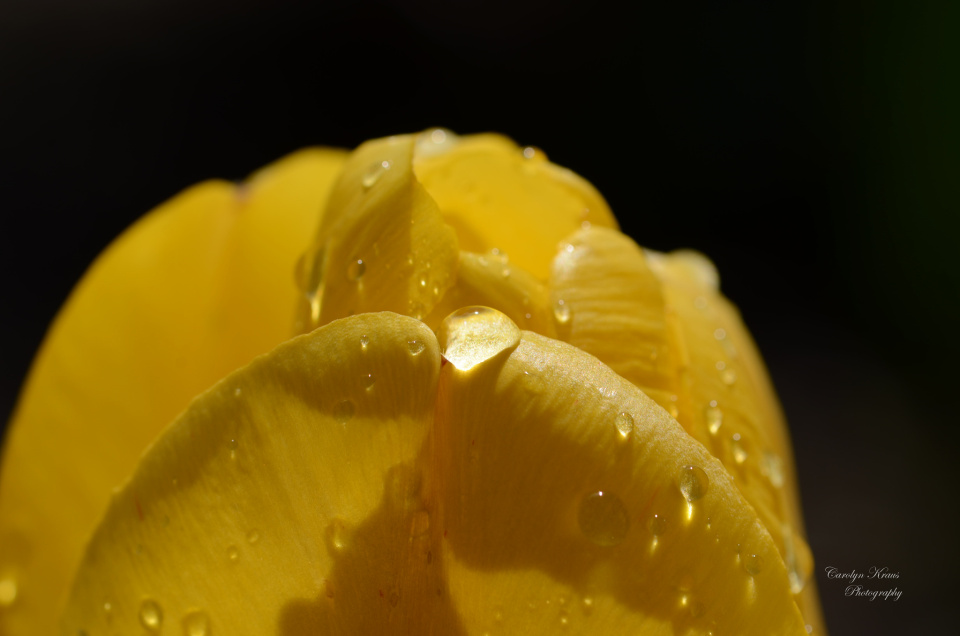 Yellow | Carolina | Blipfoto