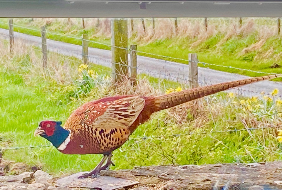 Gotcha! | ferryoons | Blipfoto