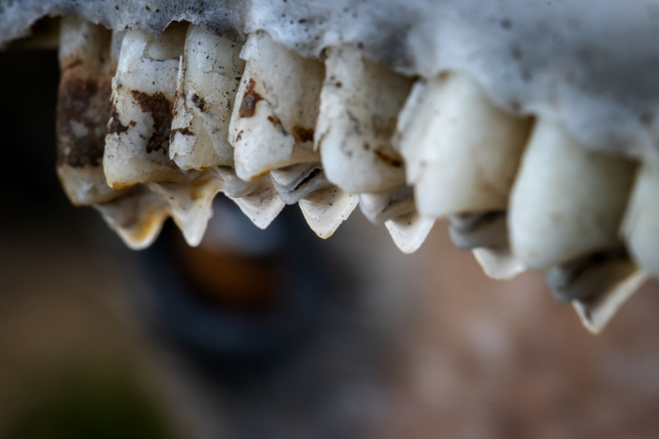 Gritted teeth | WharfedaleBex | Blipfoto
