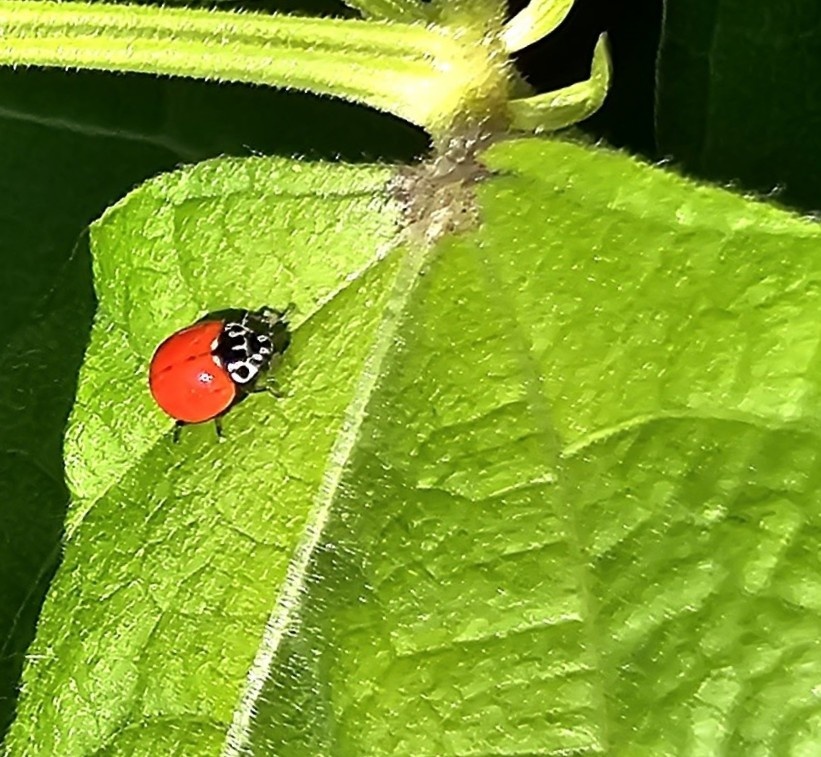 Ladybug on a Bean Leaf | RonaldBerry | Blipfoto