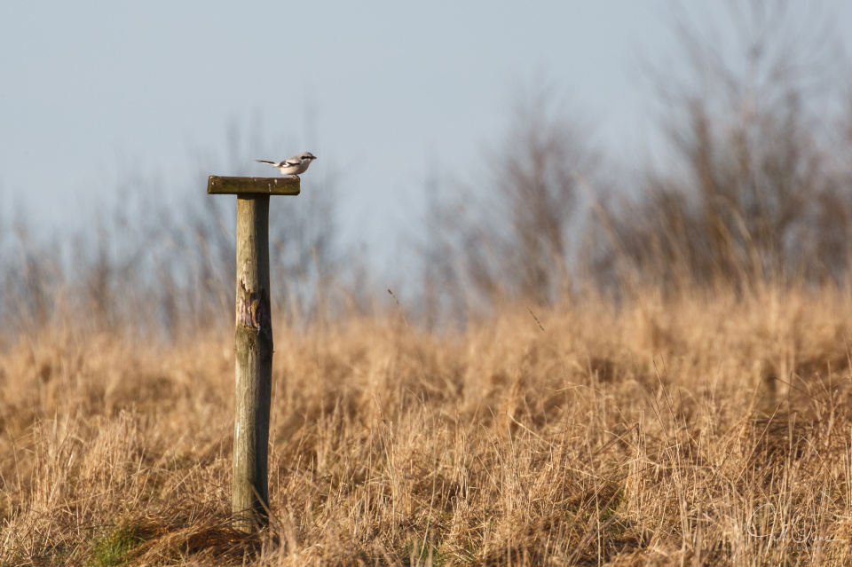 Great grey shrike | JDO | Blipfoto