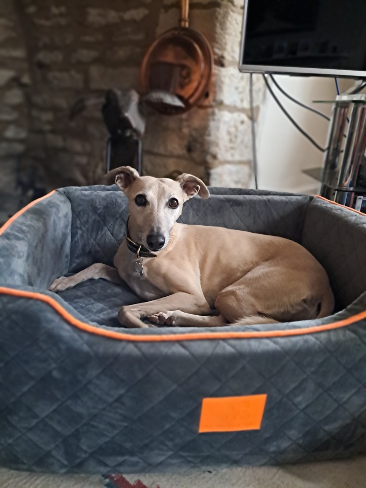 Miss Perdie | hillclimber888 | Blipfoto