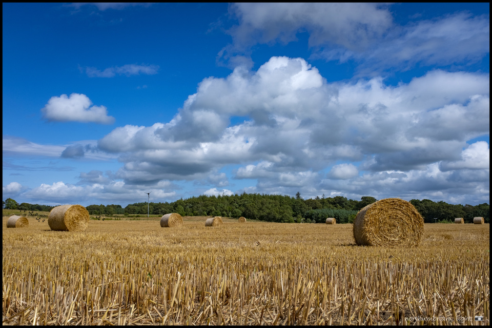 More stubble ... | RobinDown | Blipfoto