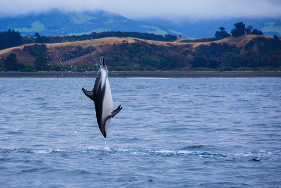 Dusky Dolphin | MrsPuff | Blipfoto