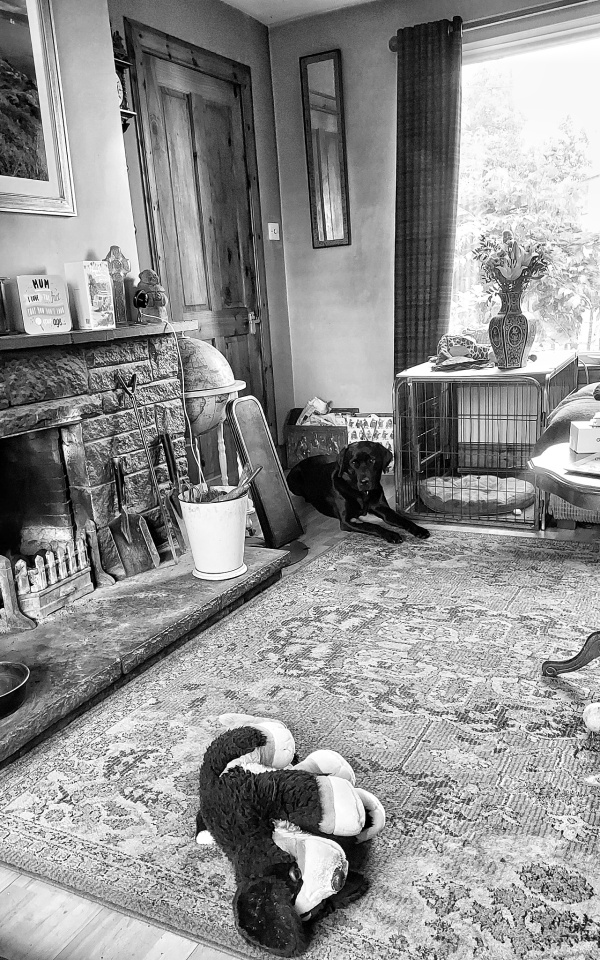 It wasnae me! | snapper | Blipfoto