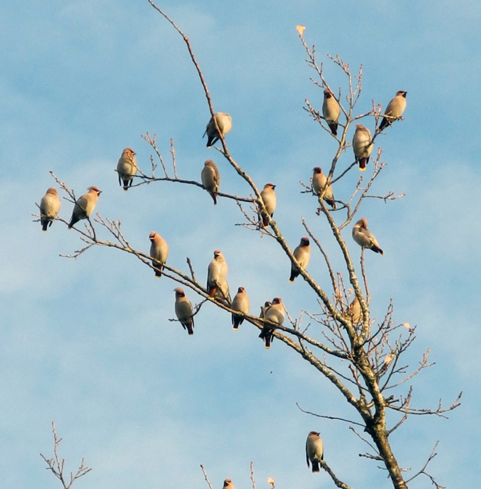 For MissRAble: Bohemian Waxwings | MissU2 | Blipfoto