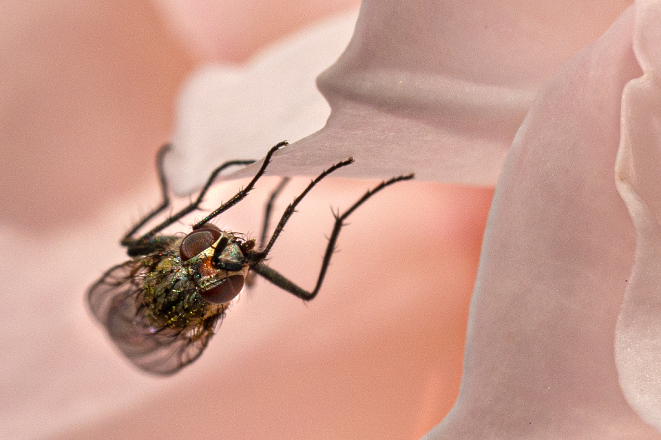 Bug-Eyed Bug | fitzbilly | Blipfoto