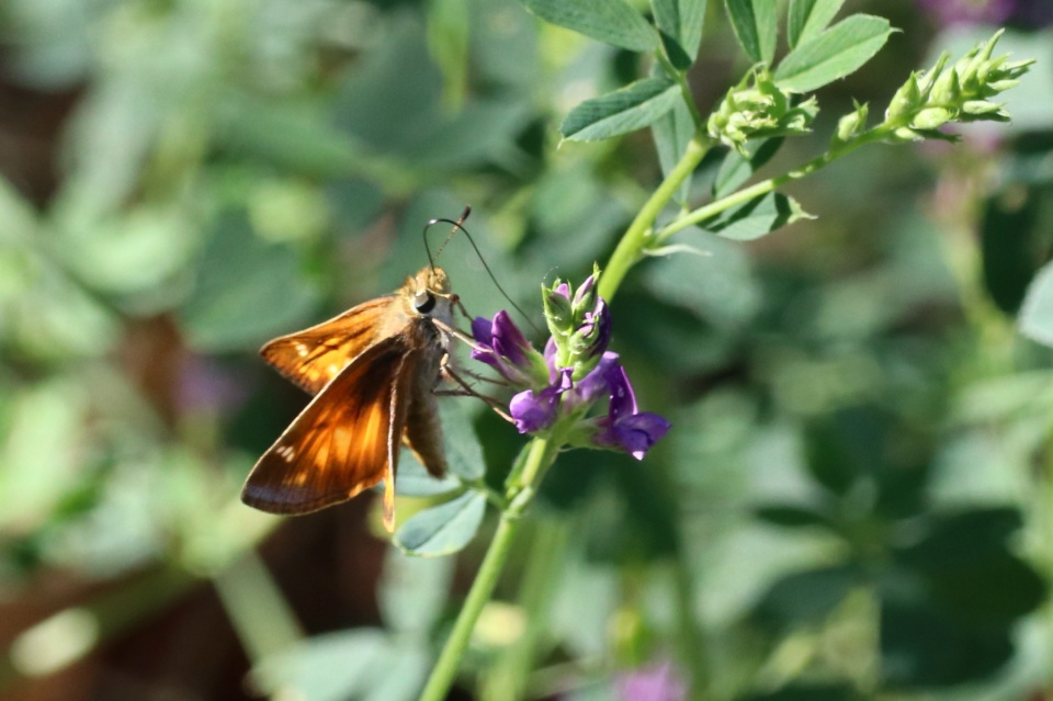 fishing for nectar | stillandknow | Blipfoto