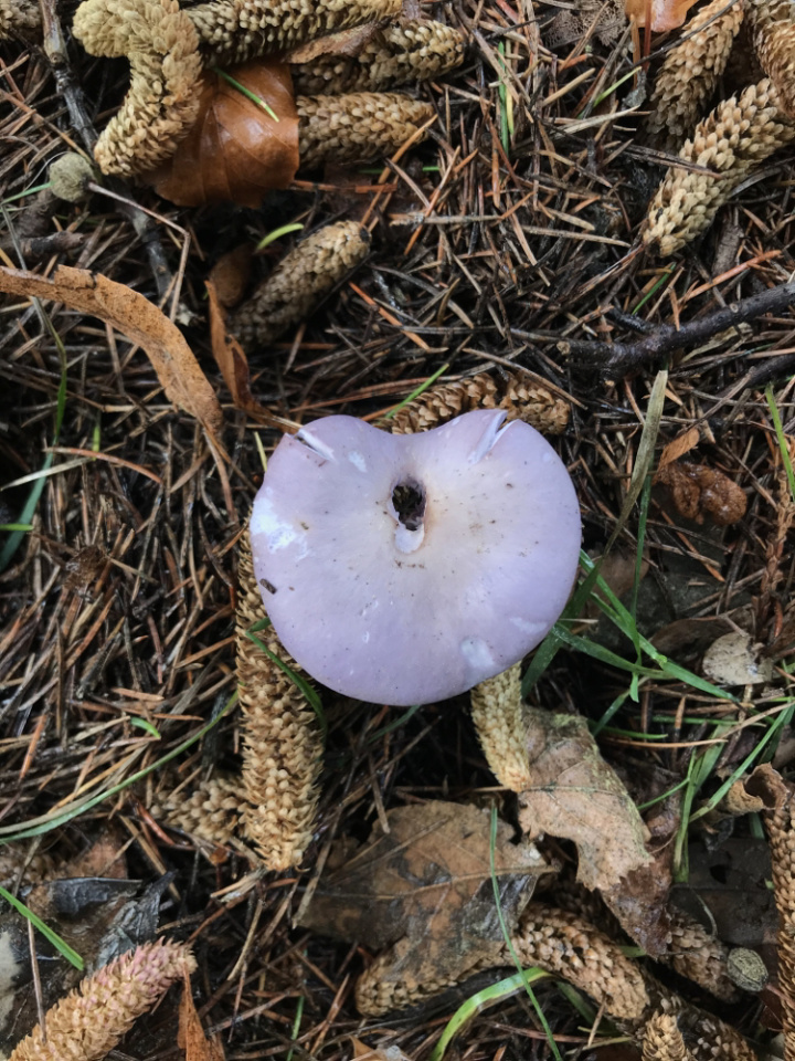 Lilac mushroom | Katherineellis | Blipfoto