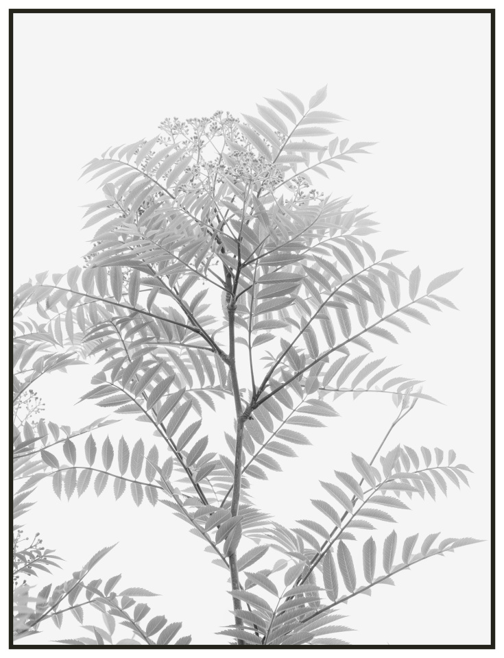 Rowan High Key | john39 | Blipfoto