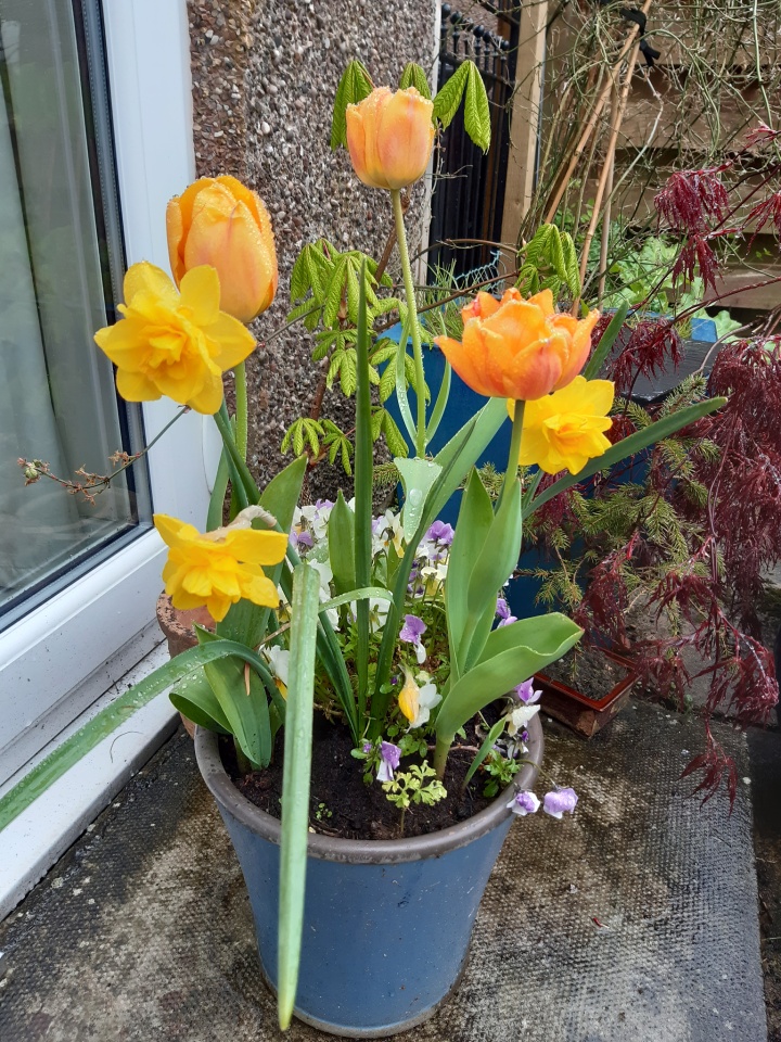 Emergency flower blip | sheilaM | Blipfoto