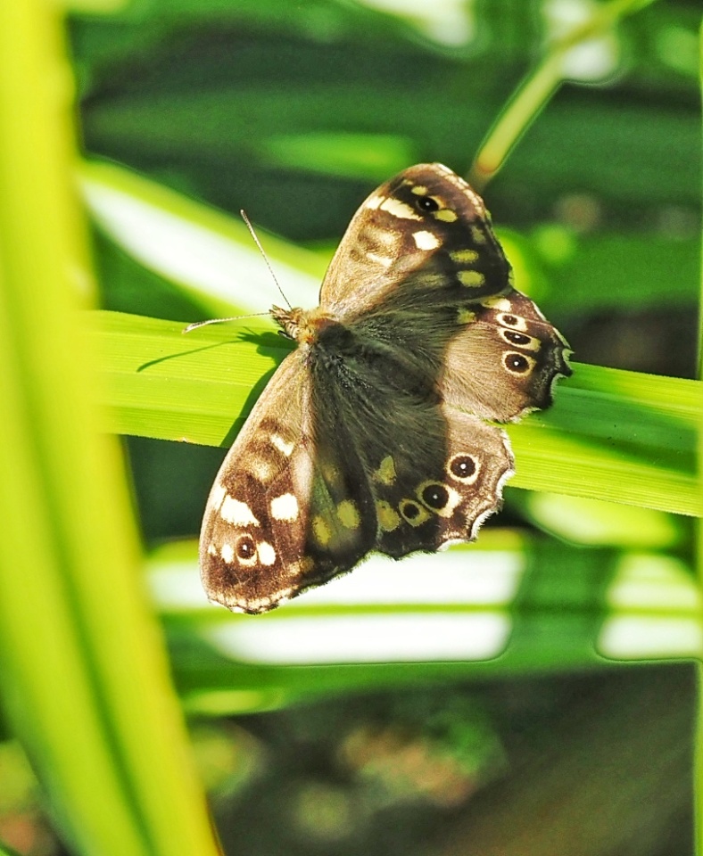 Speckled Wood butterfly | Crispin25 | Blipfoto