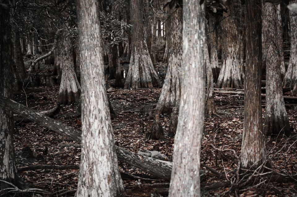 Doorstep To The Swamp | bugsman | Blipfoto
