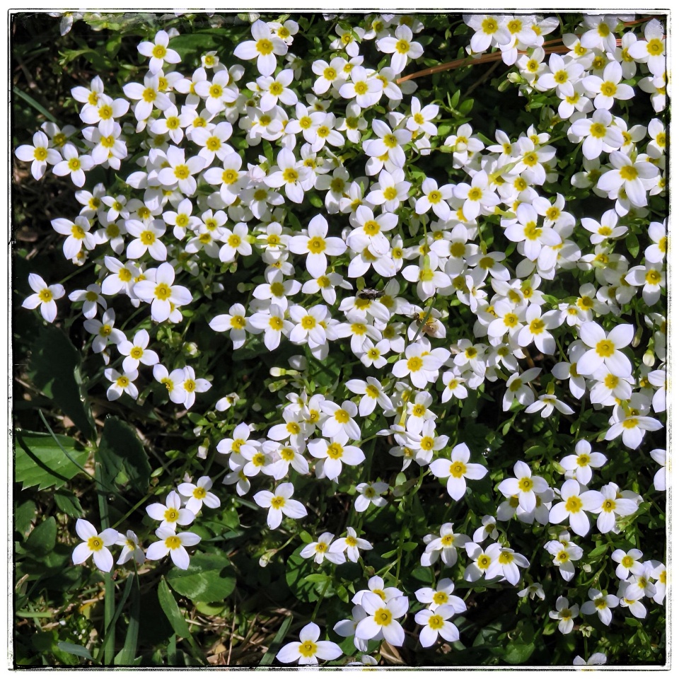 The Quaker Ladies are Blooming | Memories4Me | Blipfoto