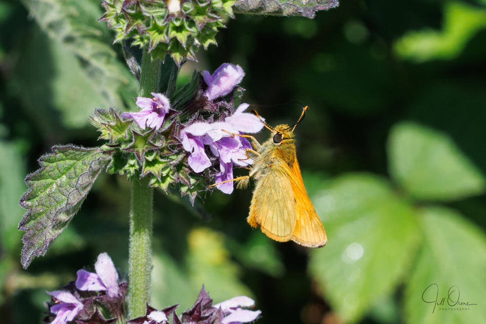 Hot | JDO | Blipfoto