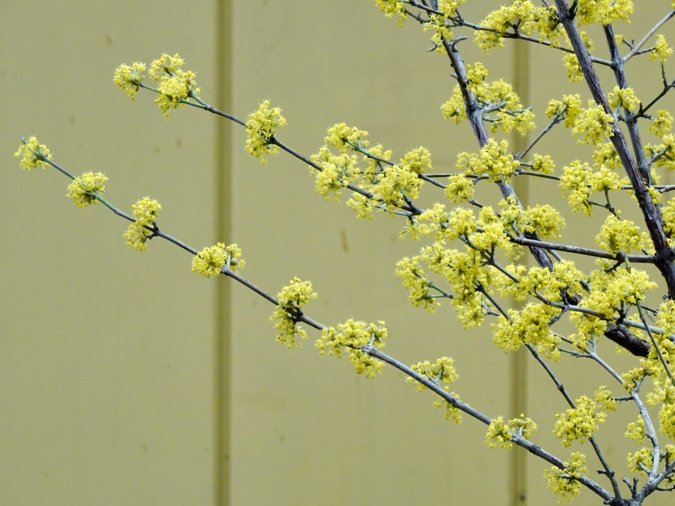 Yellow | heanku | Blipfoto