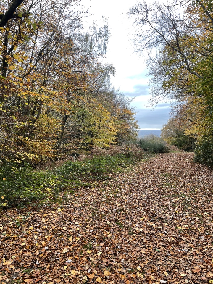 Leaf Scrunching | 58jc | Blipfoto