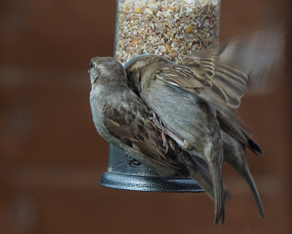 Spuggies - again | AlisonM | Blipfoto