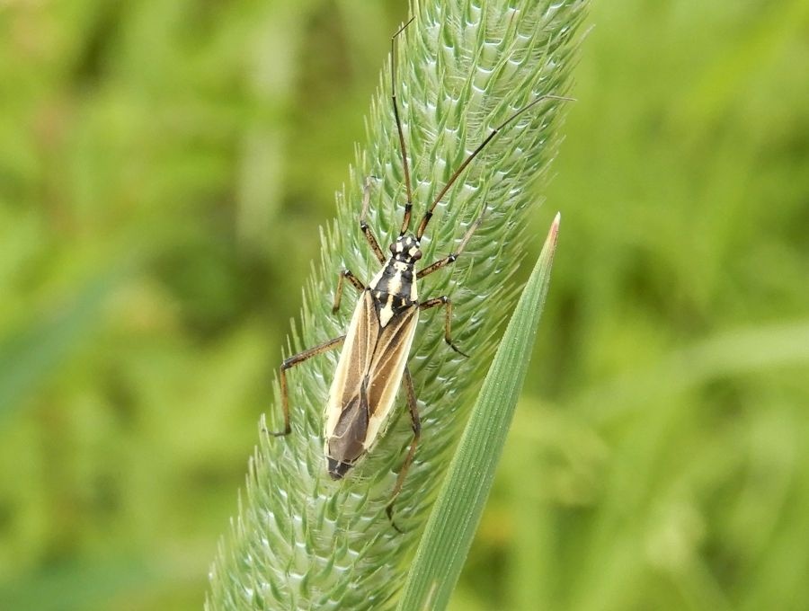 Meadow Plant Bug | La55e | Blipfoto