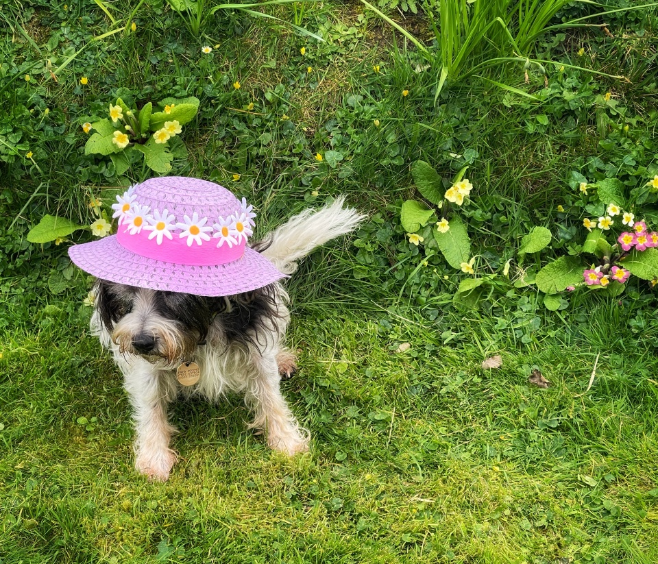 duplicate | sk | Blipfoto