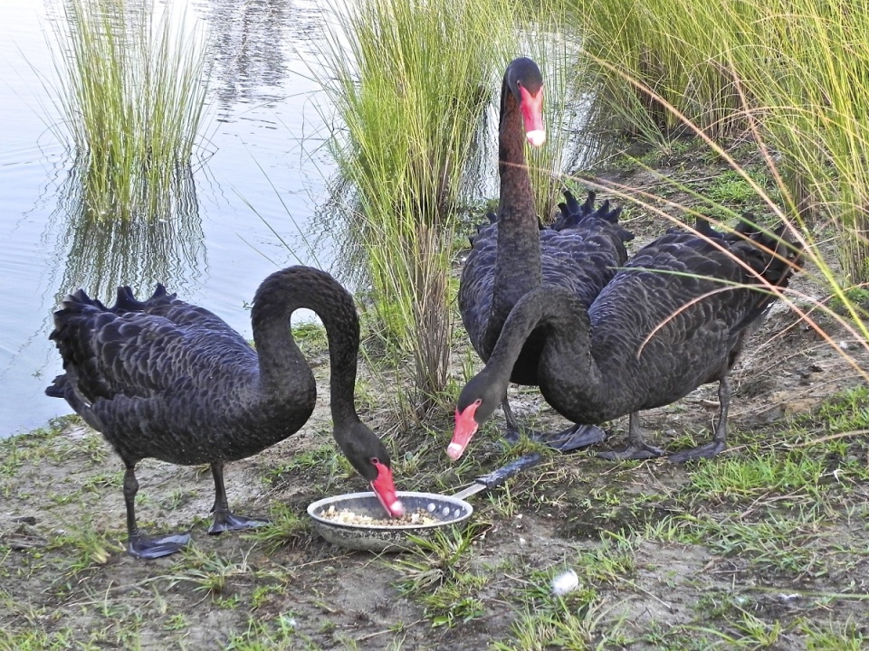 ?When turkeys mate they... | nuttymartini | Blipfoto