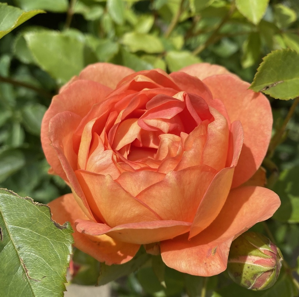 Another very strange day... | AMS1 | Blipfoto