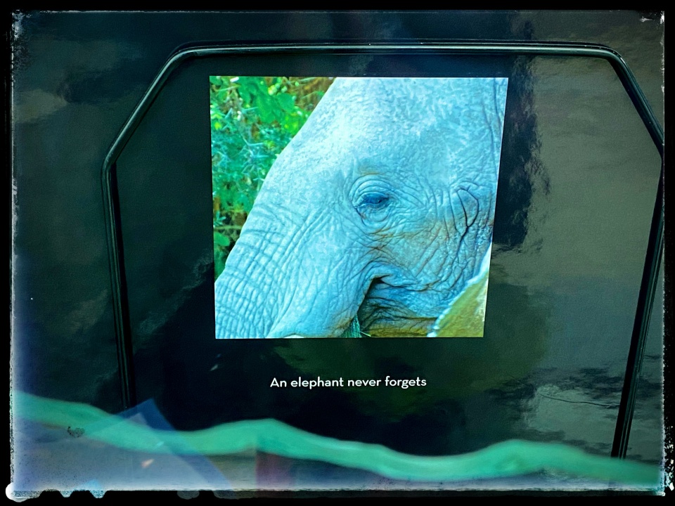 An elephant never forgets | fotoperks | Blipfoto