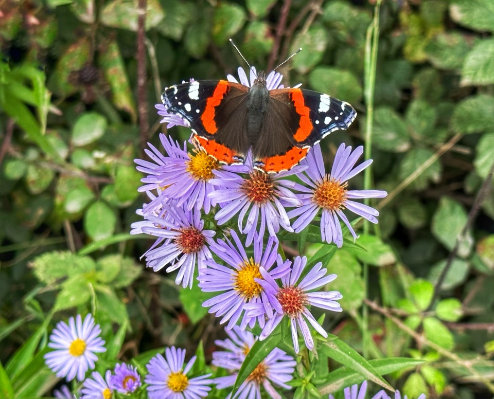 Wild | Technophobe | Blipfoto