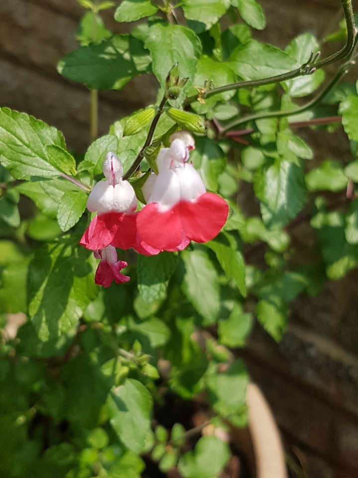 Salvia Hot Lips | Redberry | Blipfoto