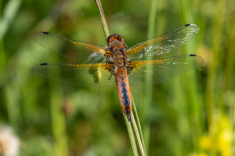 Scarce Chaser | MotherShipton | Blipfoto