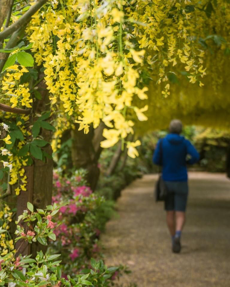 Laburnum Arch | NLN | Blipfoto