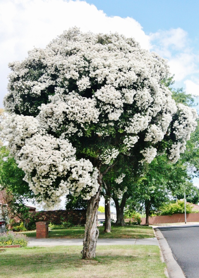 Melaleuca linariifolia ( Paperbark or Tea-Tree ) | Robbwood1973 | Blipfoto