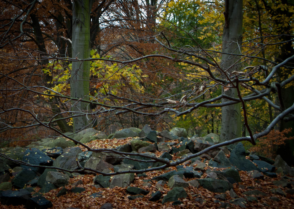 Fall - fell - fallen | MissRAble | Blipfoto