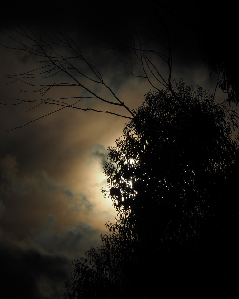 Through some Trees | hobbs | Blipfoto