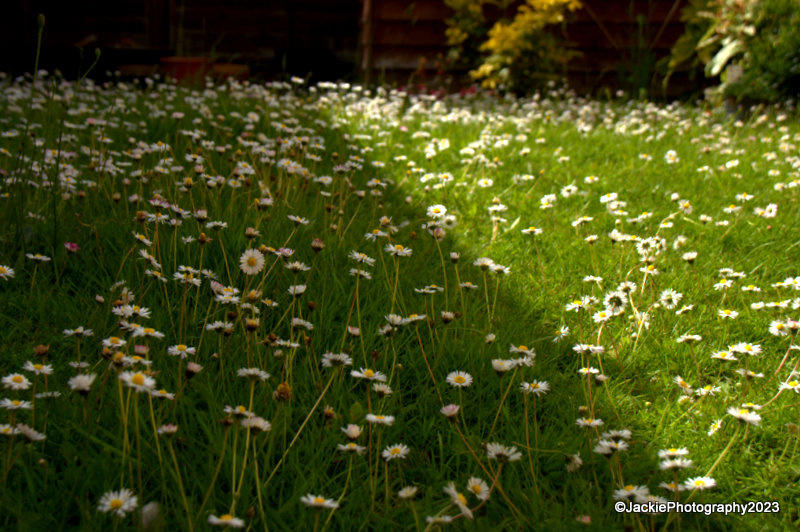 No Mow May! | ThingsBeautiful | Blipfoto