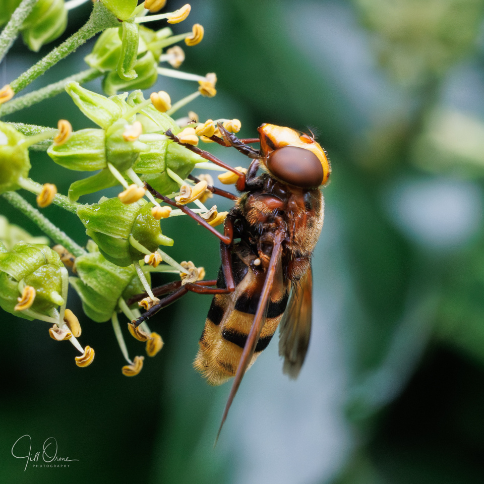 Autumnal | JDO | Blipfoto