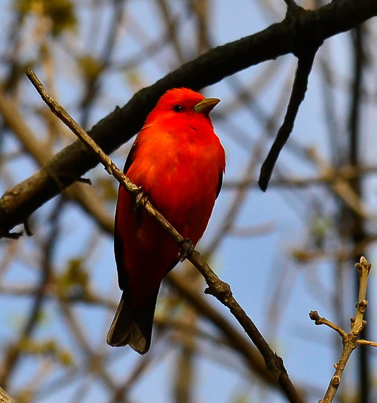 Scarlet Tanager | LeeAnn | Blipfoto