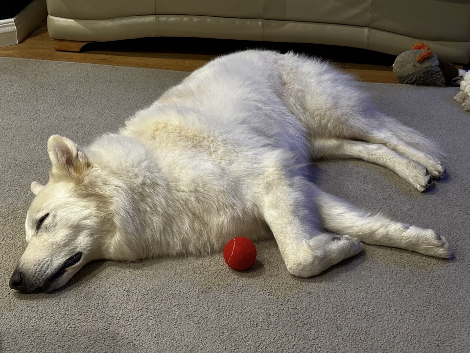 Dog tired! | AndrewNZ | Blipfoto