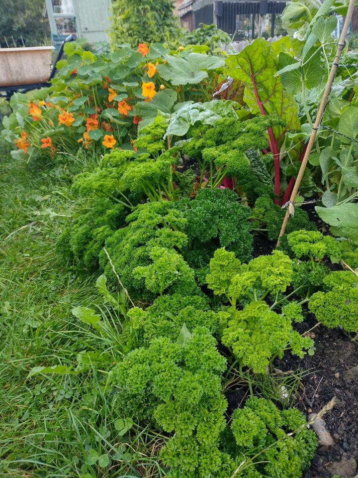 Christmas parsley | misetak | Blipfoto